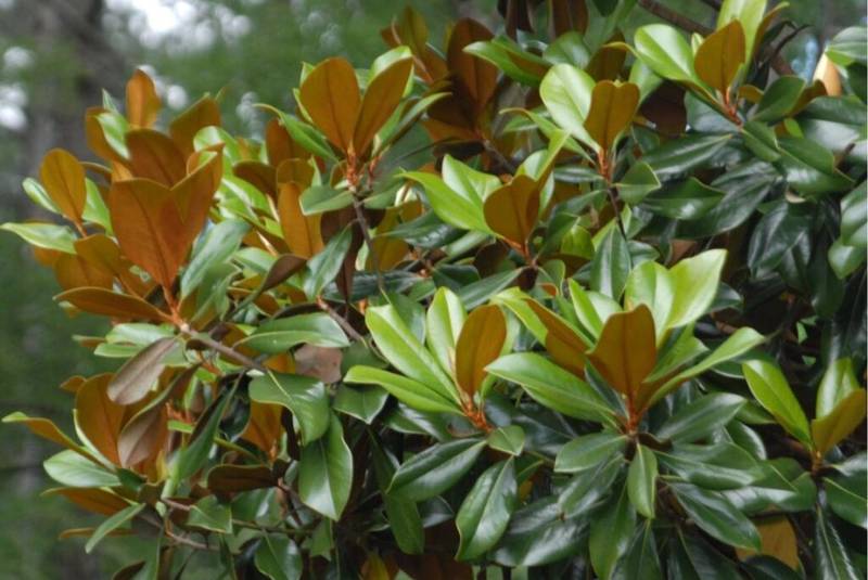 Magnolia Tree Leaf Identification: Key Features & Easy Tips