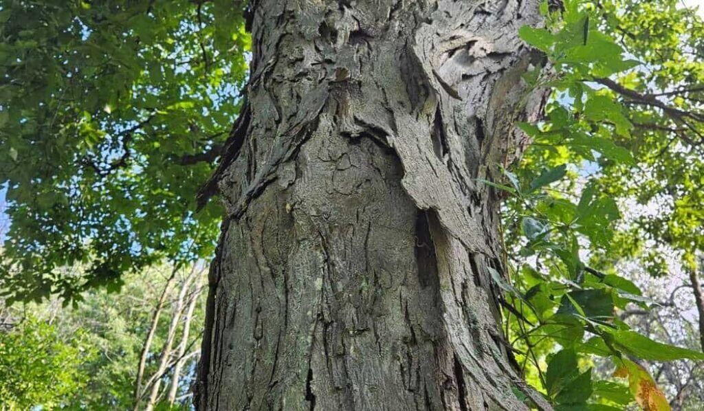Trees with Shaggy Bark: Types, Benefits & Unique Features